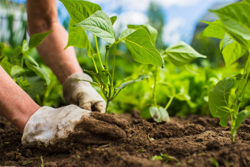 Effatha tem tecnologia contra impactos da baixa produção - AgroRevenda