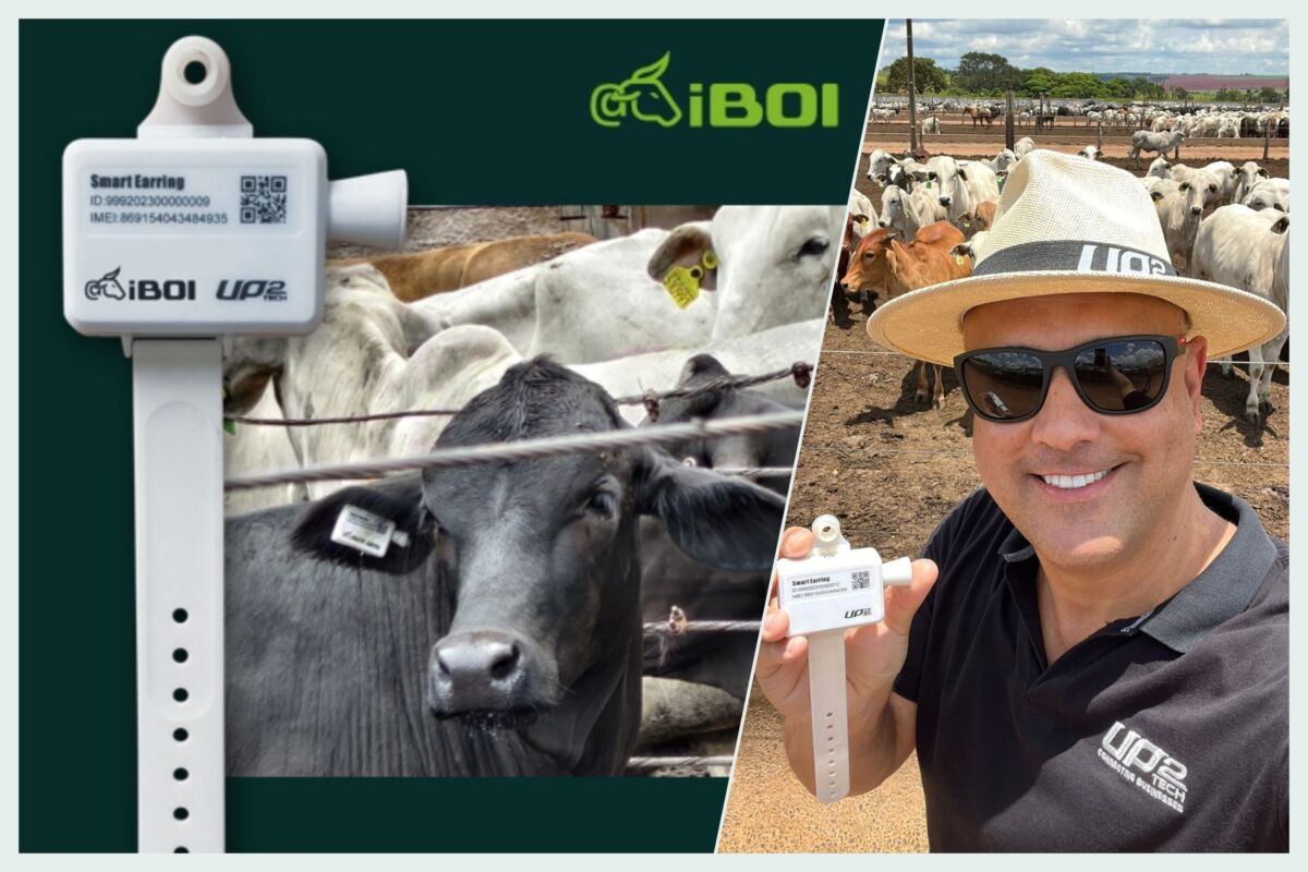 Empresa lança iBoi, tecnologia para geolocalização do gado - AgroRevenda