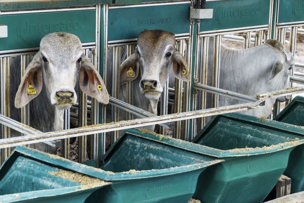 Associação de Brahman realiza Fórum de Atualização Técnica - AgroRevenda
