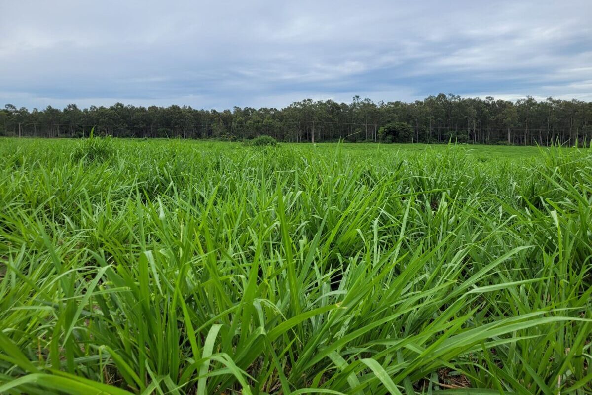 Programa da Harvest Agro aumenta rentabilidade na atividade pecuária ...