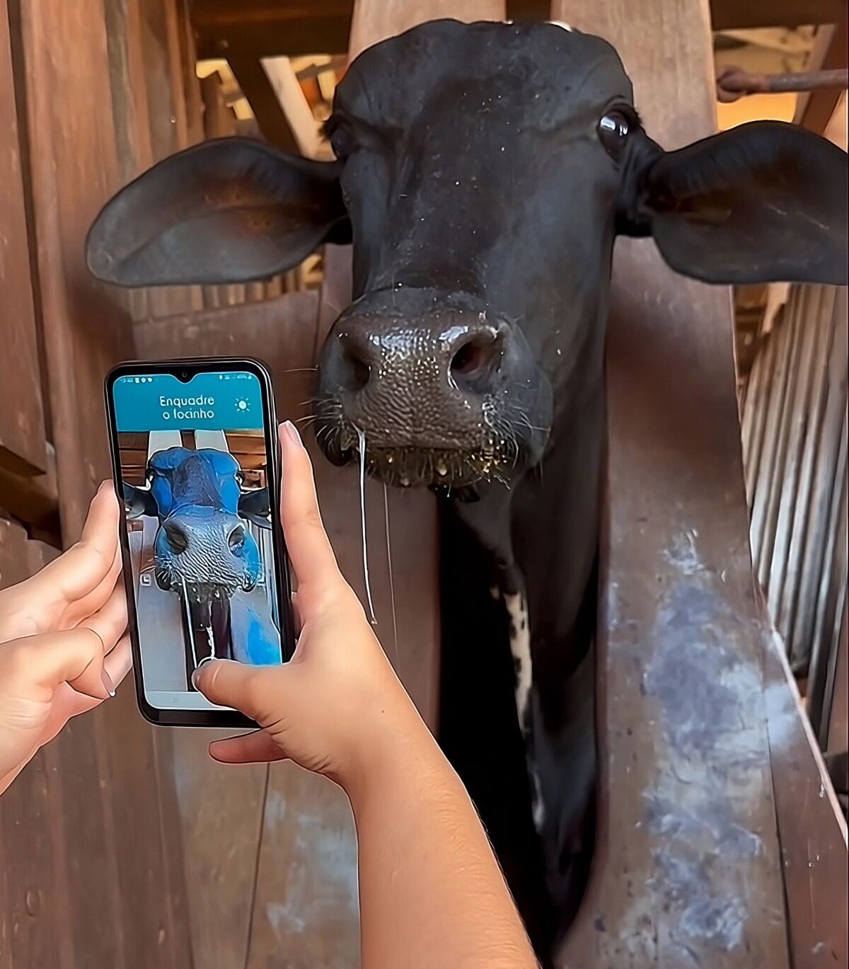 Fazu usa tecnologia de rastreabilidade facial de bovinos da MUU ...