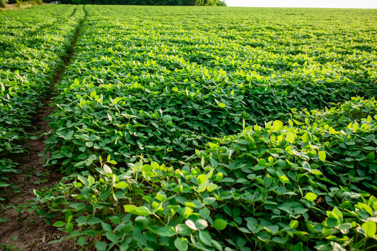 Corteva tem Elevore, herbicida para manejo da buva na soja - AgroRevenda