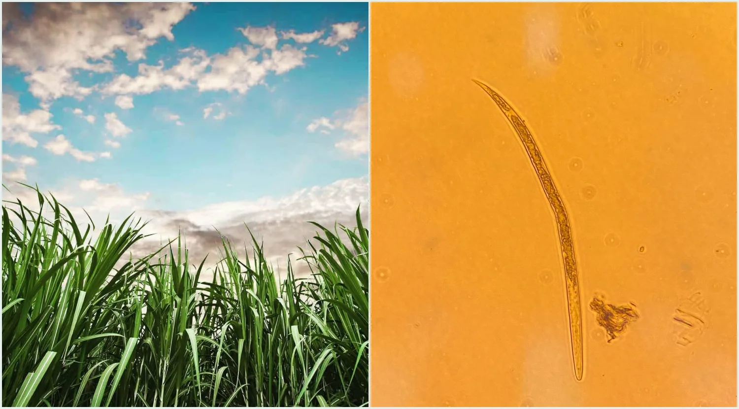 Manejo biológico de nematoides na cana é solução eficiente e ...