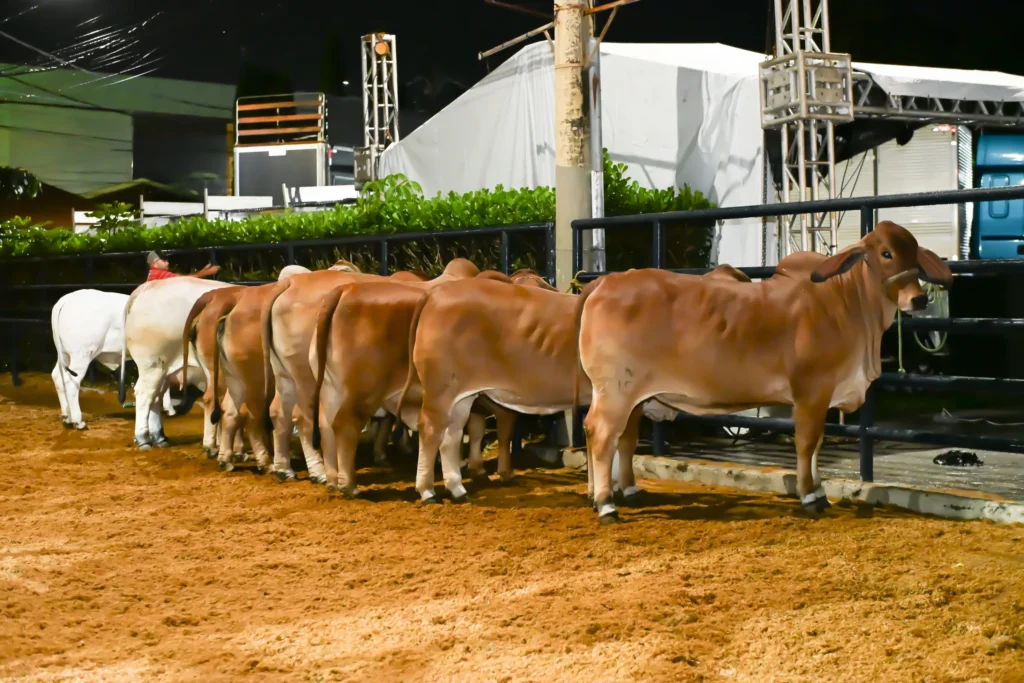 Raça Brahman terá agenda intensa durante a 90ª edição da ExpoZebu ...