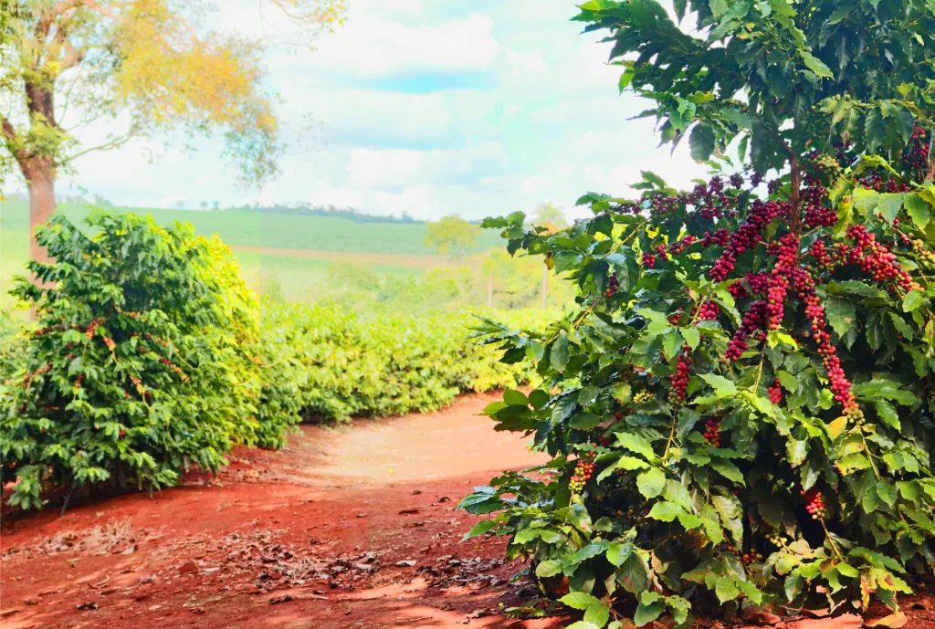 Manejo garante sustentabilidade ao café atacado pelo bicho-mineiro ...