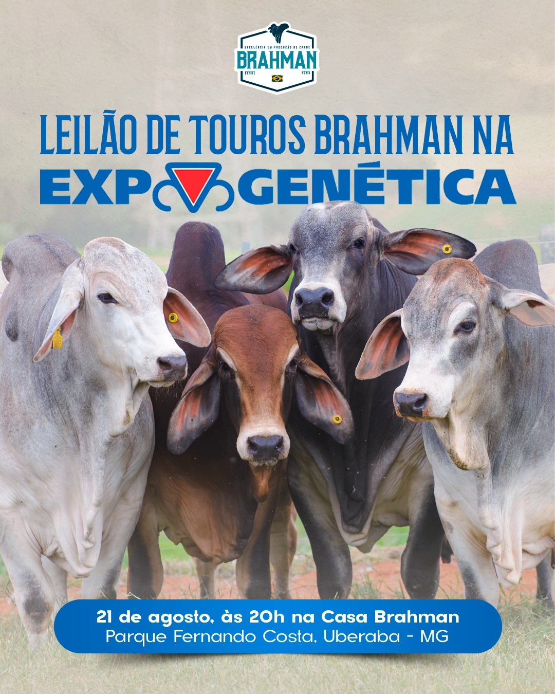 Associação de Brahman faz leilão e degustação na ExpoGenética 2025 ...