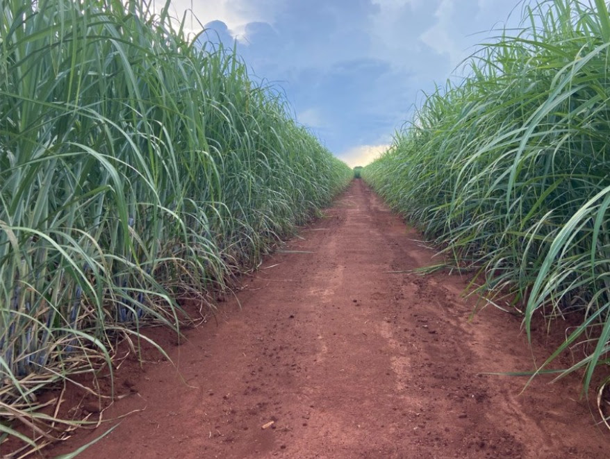 IAC lança duas novas variedades de cana e apresenta maior censo ...