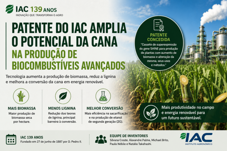 Nova tecnologia do IAC abre nova perspectiva para cana - AgroRevenda